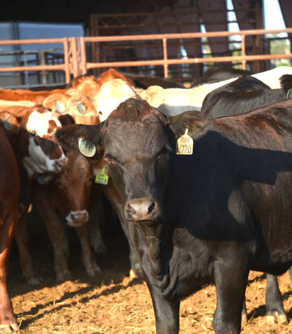 Beef Cattle Budget Spreadsheet for Budget Spreadsheets Available For ...