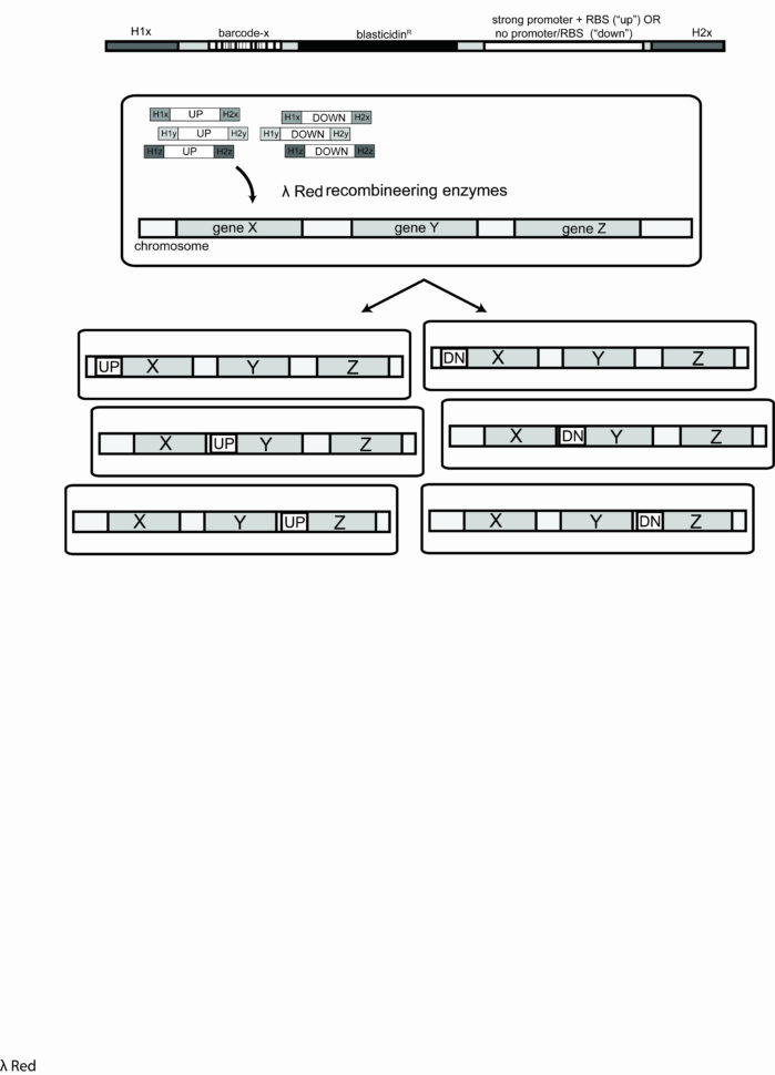Carb Cycling Excel Spreadsheet — db-excel.com