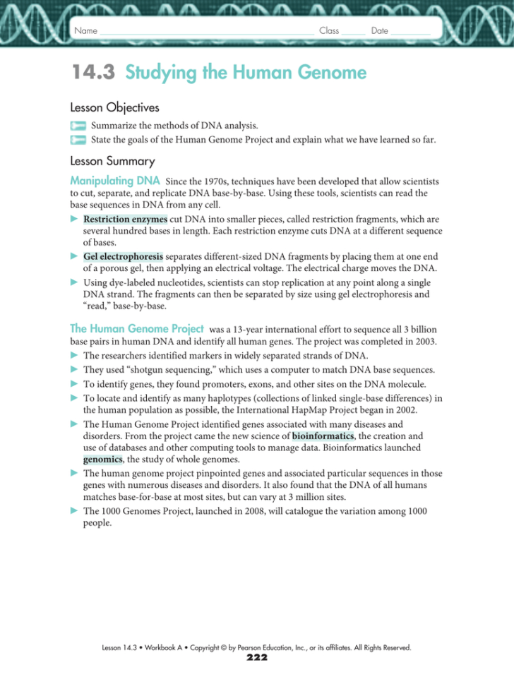 Chapter 14 The Human Genome Worksheet Answer Key — db-excel.com