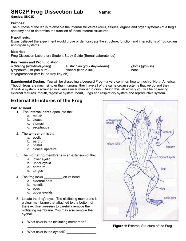 Frog Dissection Worksheet Westtrinity