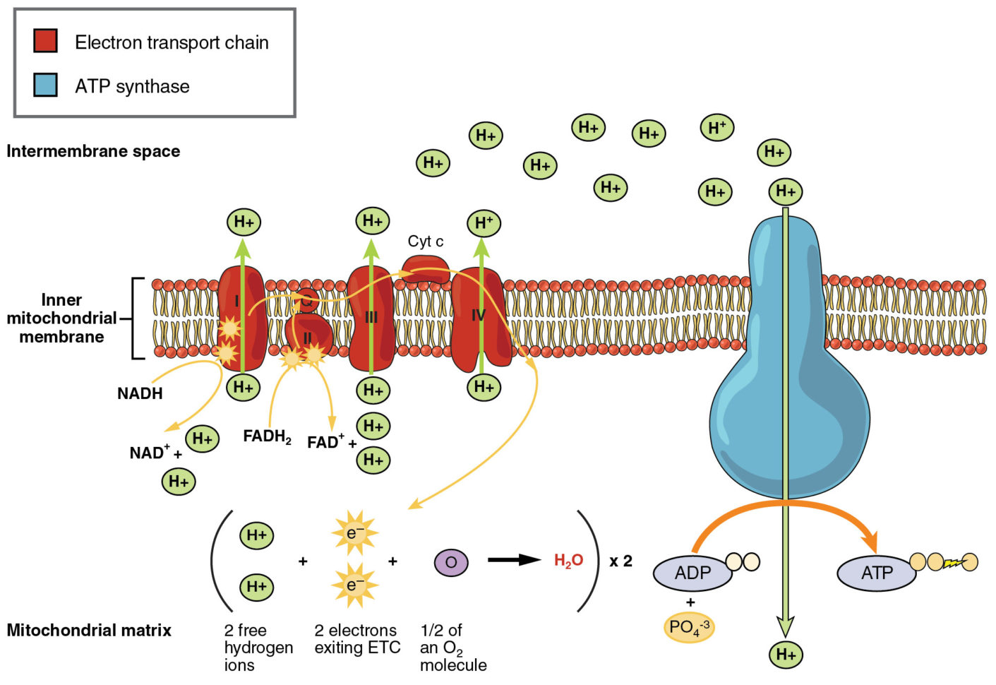 242 Carbohydrate Metabolism – Anatomy And Physiology — db-excel.com