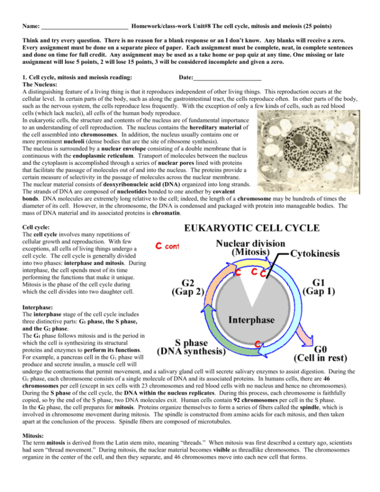 3 The Cell Cycle And Mitosis Worksheet Date — db-excel.com