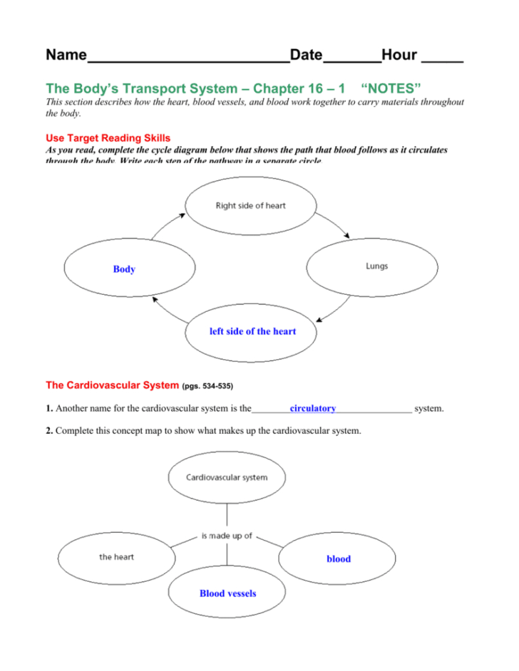 Blood Flow Worksheet Answer Key — db-excel.com