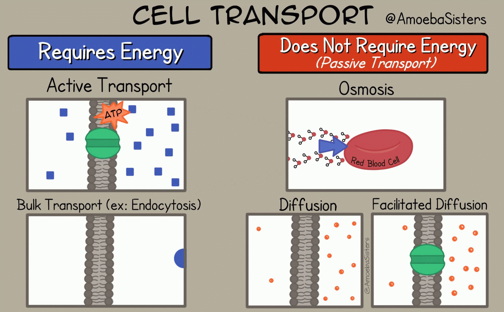 Amoeba Sisters Video Recap Biomolecules Worksheet Answers Db excel Amoeba Sisters Video Recap Biomolecules Worksheet Answers Db excel