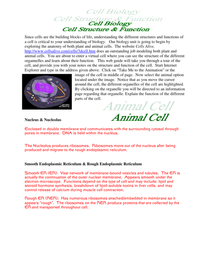 Cells Alive Animal Cell Worksheet Answer Key — db-excel.com