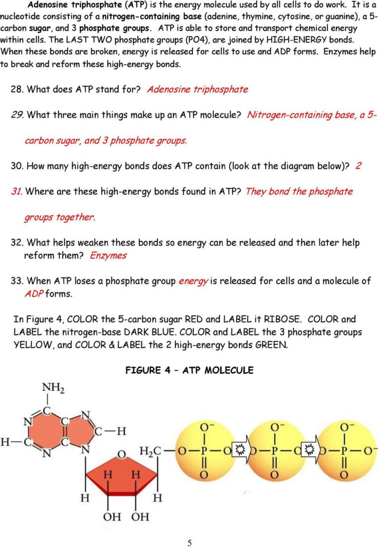 Atp Coloring Worksheet — db-excel.com