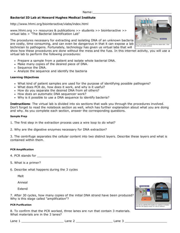Bacterial Identification Lab Worksheet Answers — db-excel.com