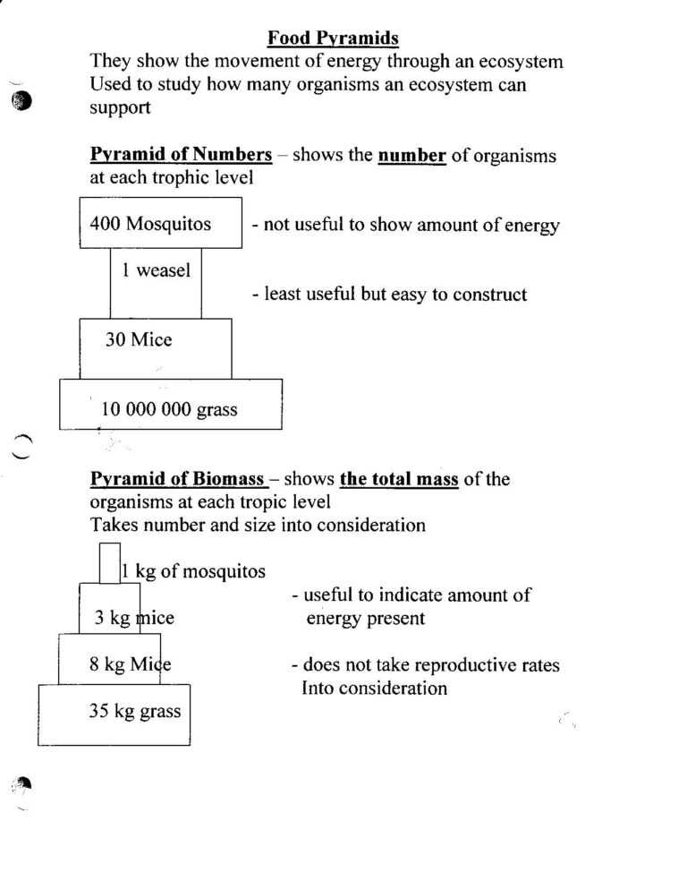 Bill Nye Food Web Video Worksheet Answers Free Arabic — db-excel.com