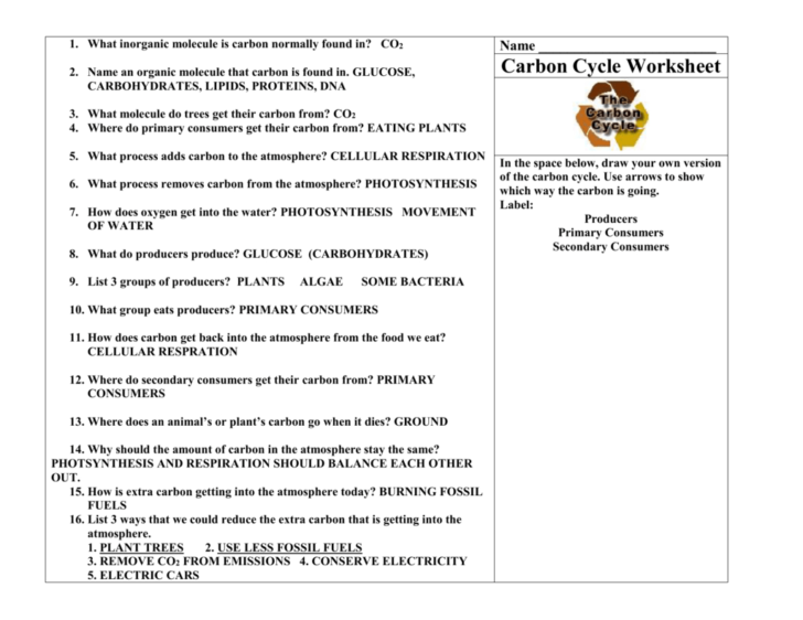 Carbon Cycle Worksheet Answer Key — db-excel.com
