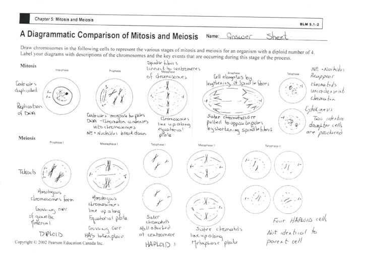 Cells Alive Cell Cycle Worksheet Answer Key — db-excel.com