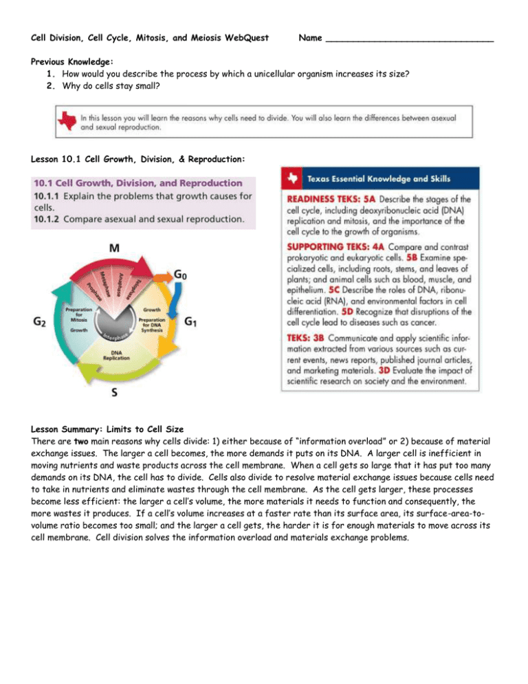 Cell Division Cell Cycle Mitosis And Meiosis Webquest — db-excel.com