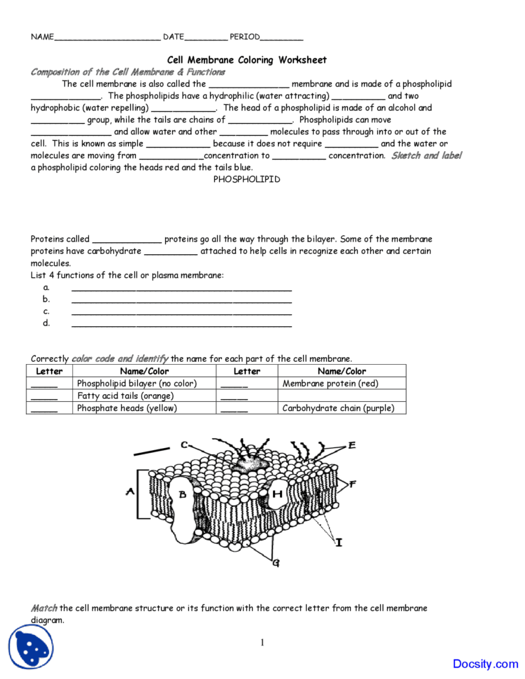 Cell Membrane Coloring Worksheet Answer Key — db-excel.com