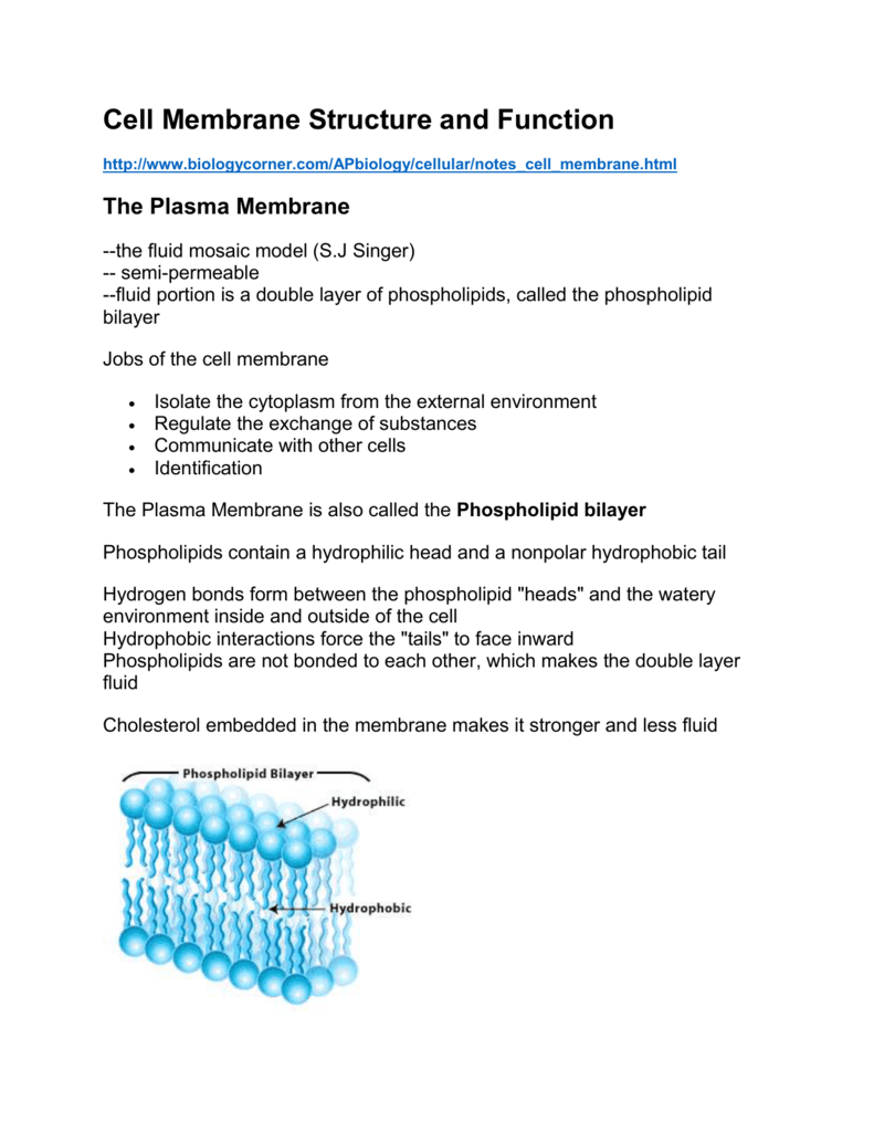 Cell Membrane Structure And Function Worksheet Db excel
