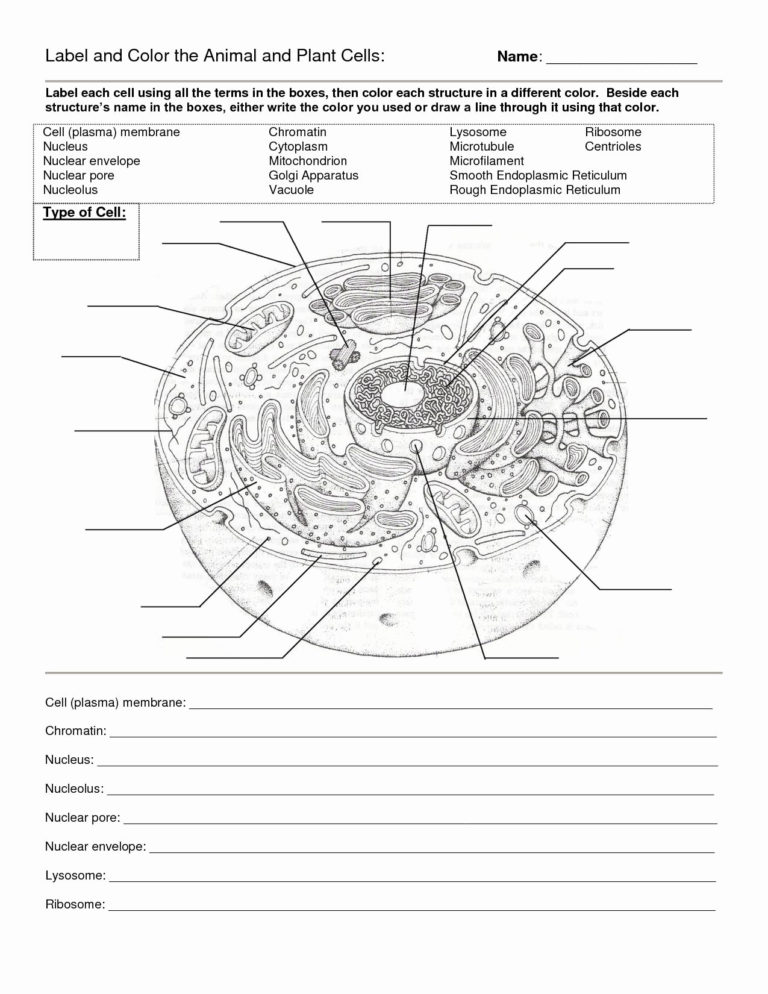 Cell Organelle Matching Game Printable — db-excel.com