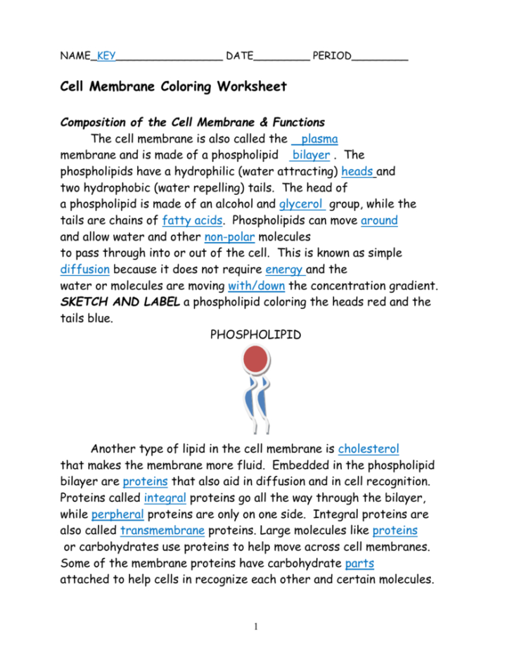 Cell Membrane Coloring Worksheet Answer Key — db-excel.com