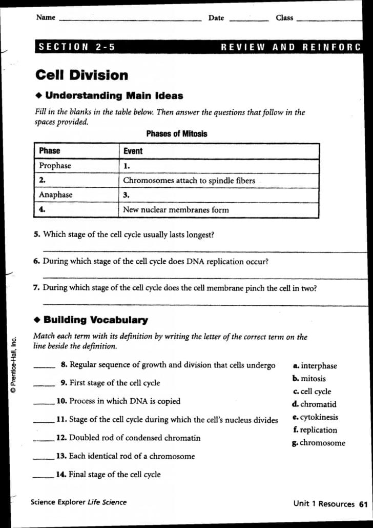 Cells Alive Cell Cycle Worksheet Answer Key — db-excel.com