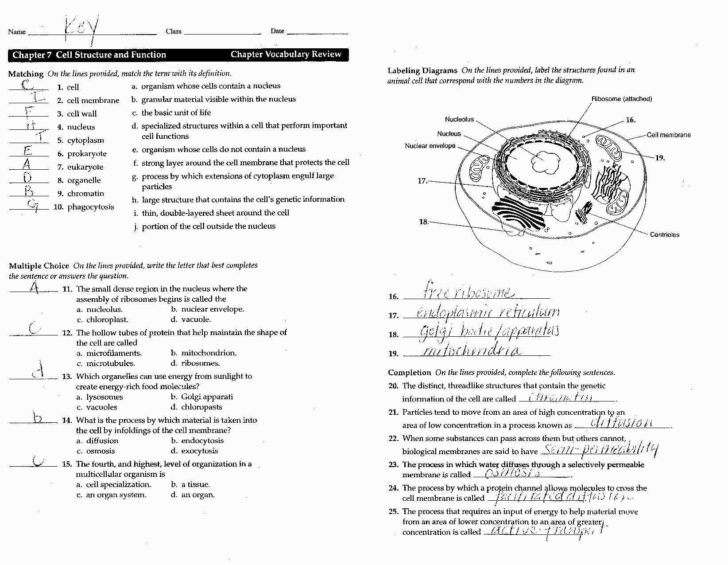 Cellular Transport Worksheet Pdf — db-excel.com