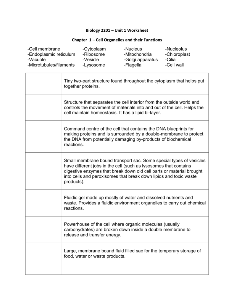 Cell Organelles And Their Functions Worksheet Answers Db excel