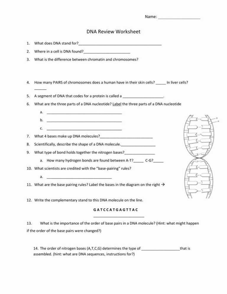 Chapter 14 The Human Genome Worksheet Answer Key — db-excel.com