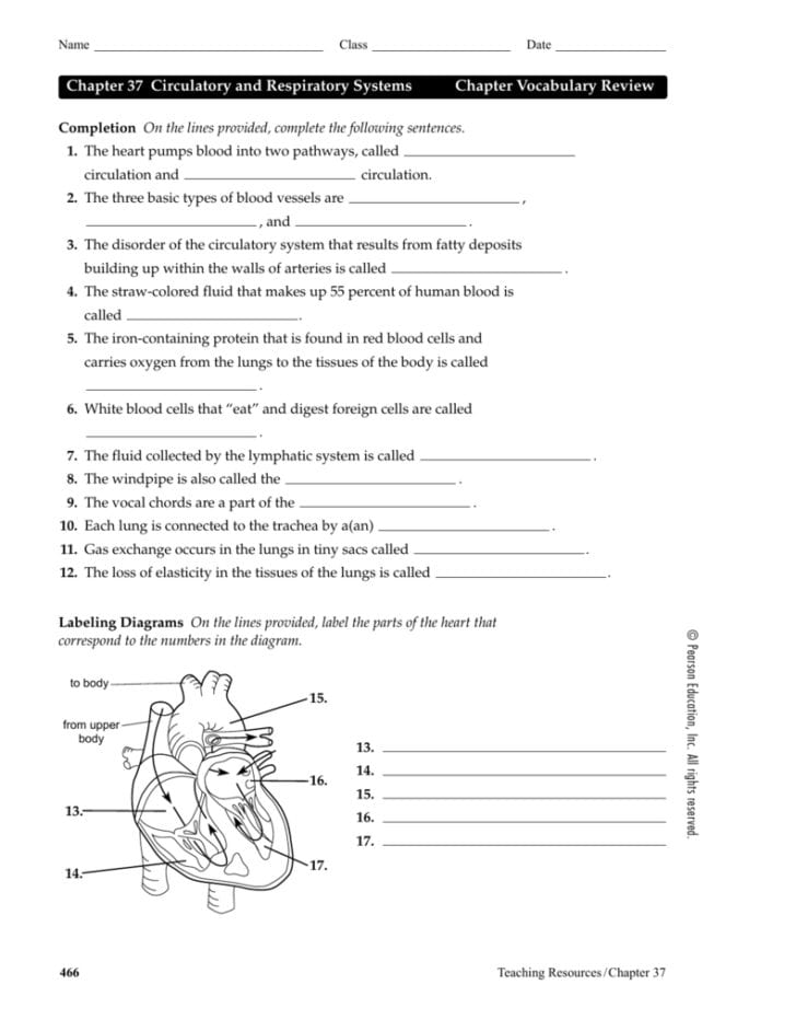 Circulatory And Respiratory System Worksheet — db-excel.com