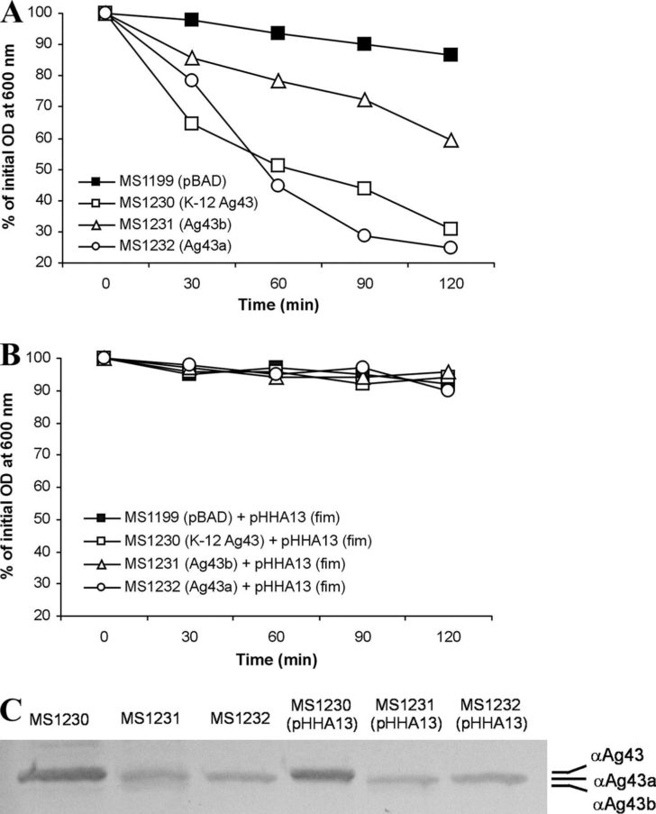 Chapter 7 Means Test Worksheet — db-excel.com