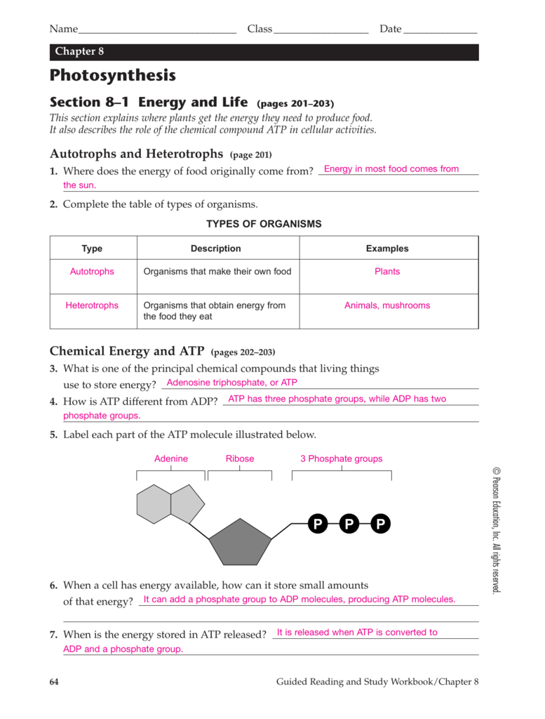 Photosynthesis Worksheet Answer Key Photosynthesis Worksheet Answer Key
