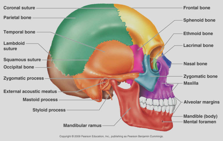 Classification Of Bones Skull Labeling Worksheet Answers — db-excel.com