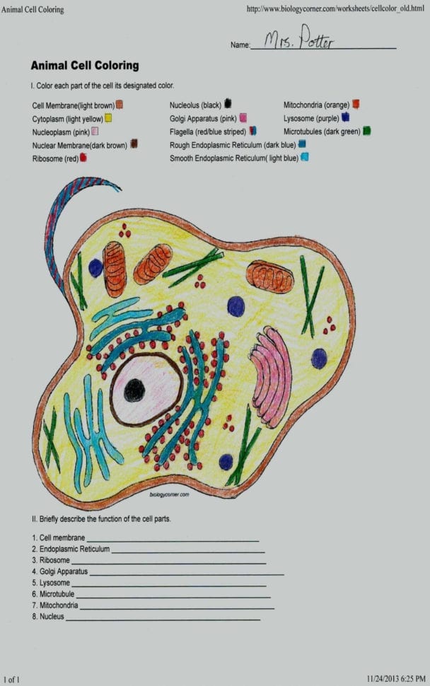 Plant Cell Coloring Worksheet Answers Db excel Plant Cell Coloring Worksheet Answers Db excel