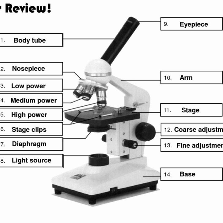 Microscope Parts And Use Worksheet Answer Key — db-excel.com