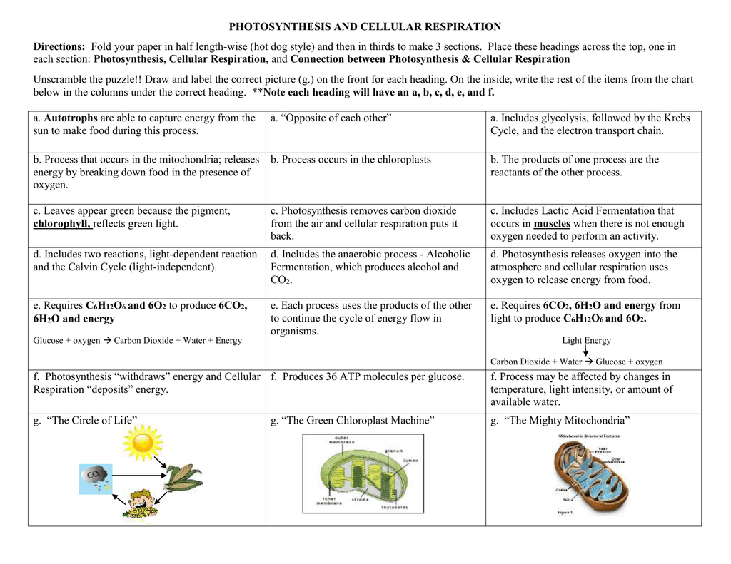 Photosynthesis And Cellular Respiration Pogil Answer Key Copy Of Photosynthesis And Cellular Respiration Pogil Answer Key Copy Of