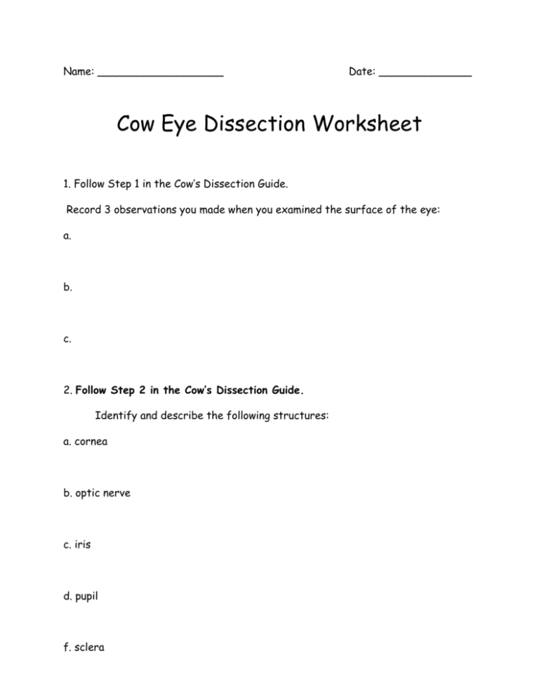 Cow Eye Dissection Worksheet — db-excel.com