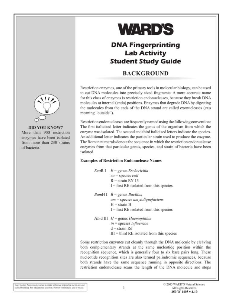 Dna Fingerprinting Activity Worksheet — db-excel.com