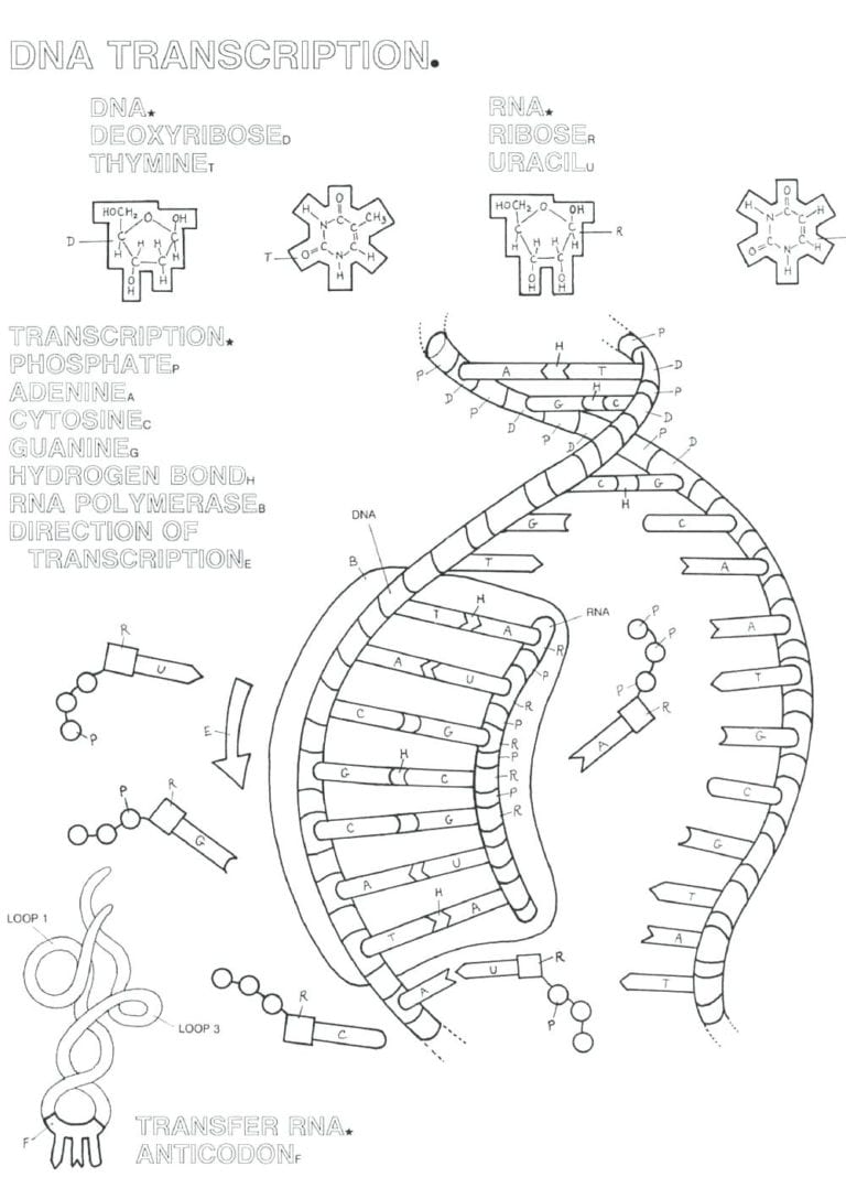 Dna Nucleotide Coloring Worksheet – Deucesheetco — db-excel.com