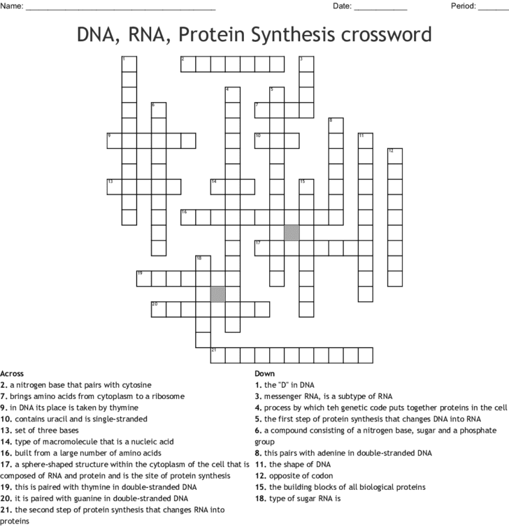 Dna Replication And Protein Synthesis Word Search Word — db-excel.com