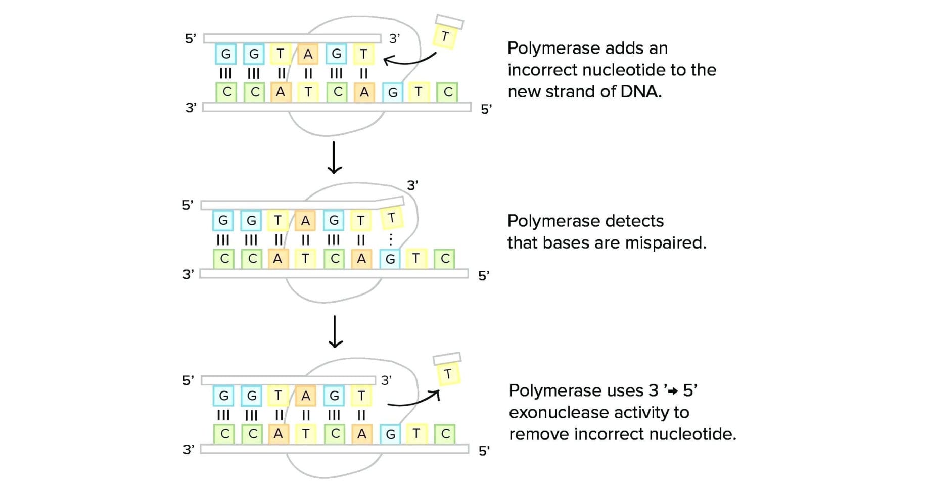Dna Replication Coloring Sheet – Quorumsheetco — db-excel.com