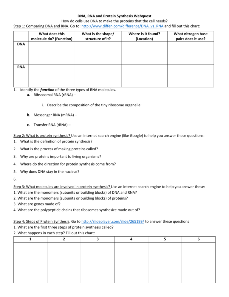 Protein Synthesis Webquest Worksheet Answer Key — db-excel.com