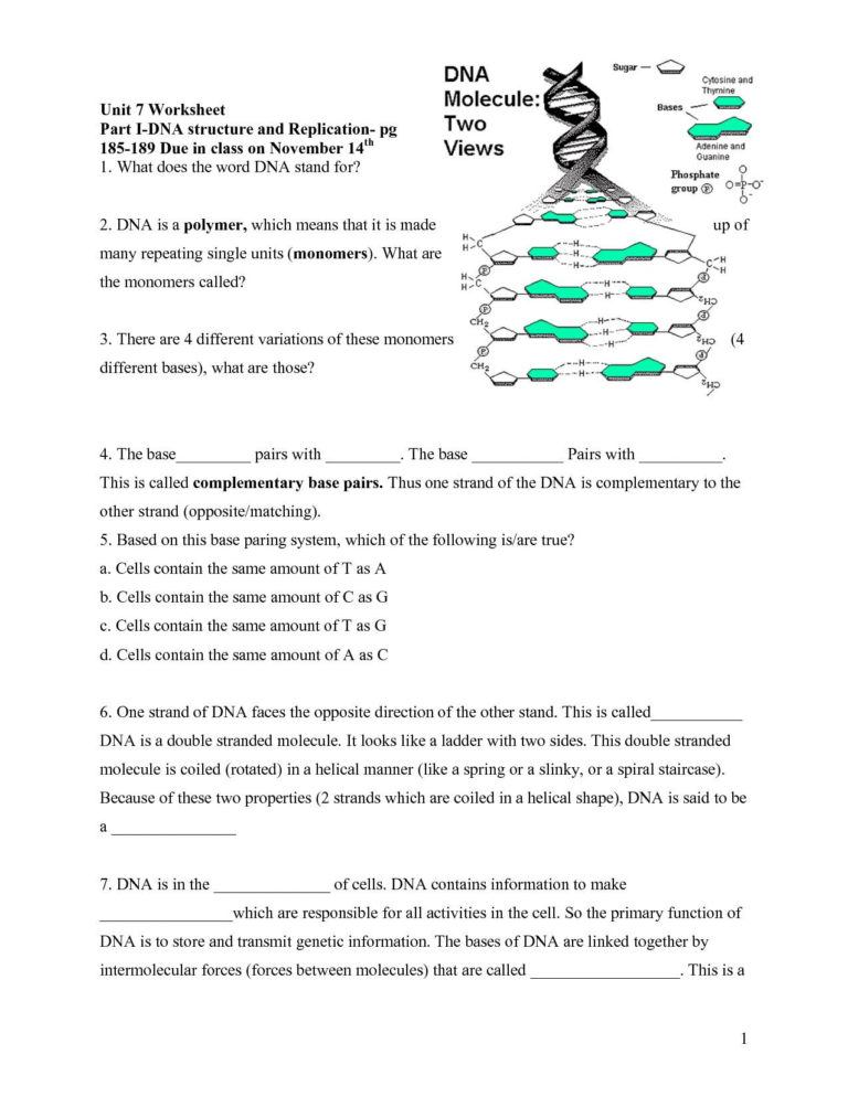 Dna Structure And Replication Worksheet Answer Key — db-excel.com