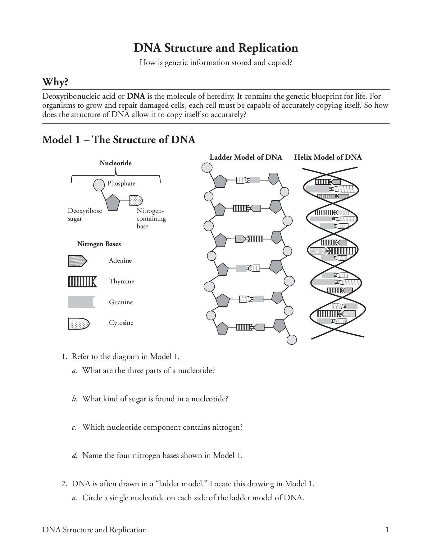 Dna Structure And Replication Worksheet