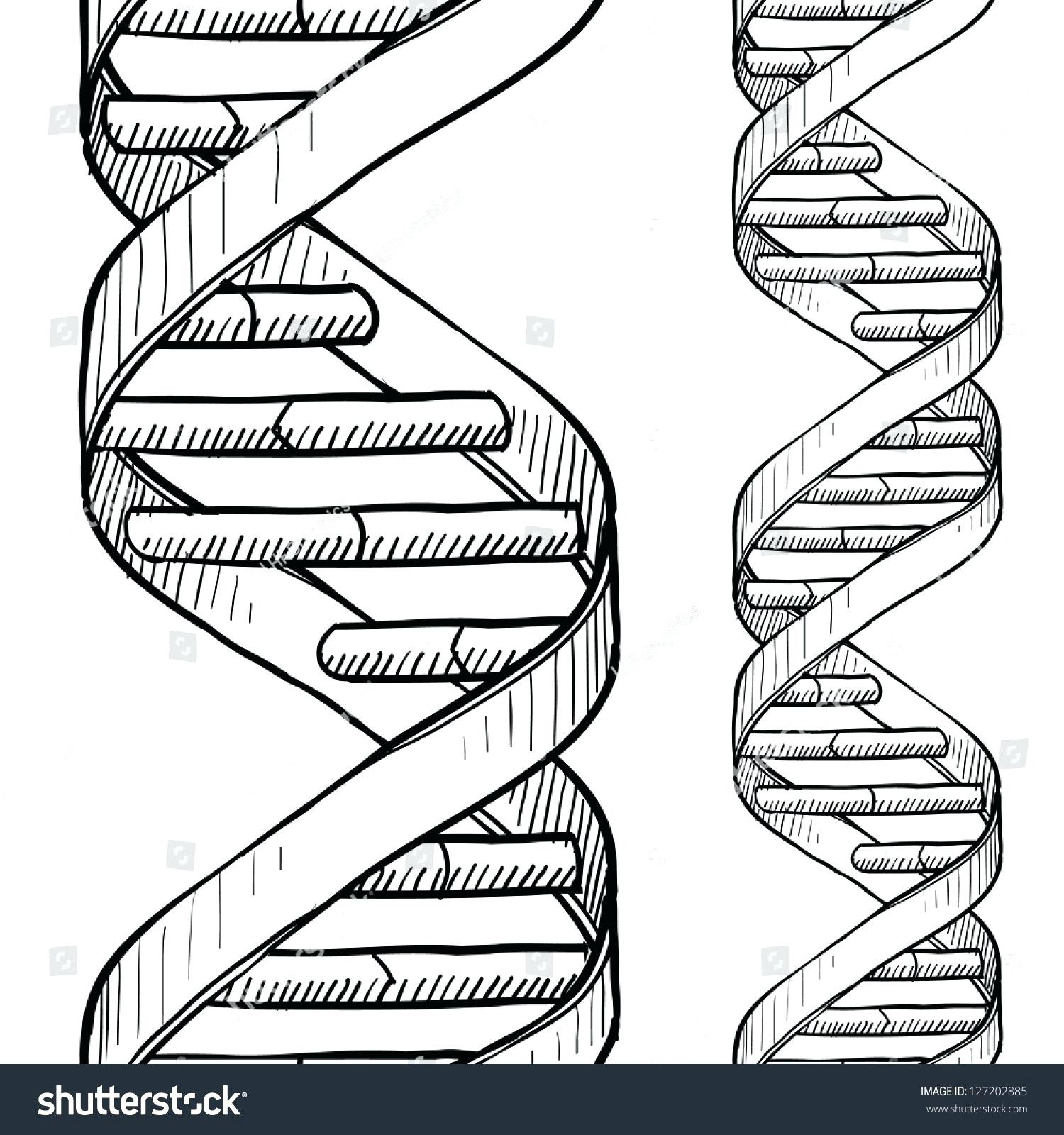 Double Helix Coloring Worksheet Answers Lagunapaperco Db excel Double Helix Coloring Worksheet Answers Lagunapaperco Db excel