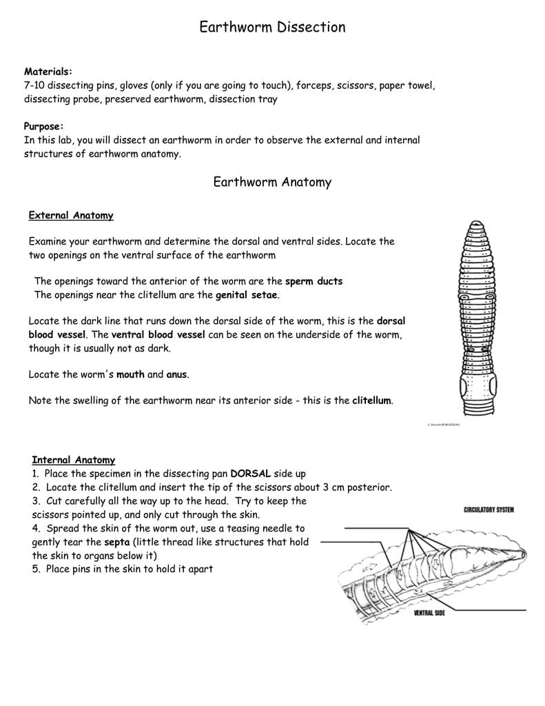 Earthworm Dissection Worksheet Db excel