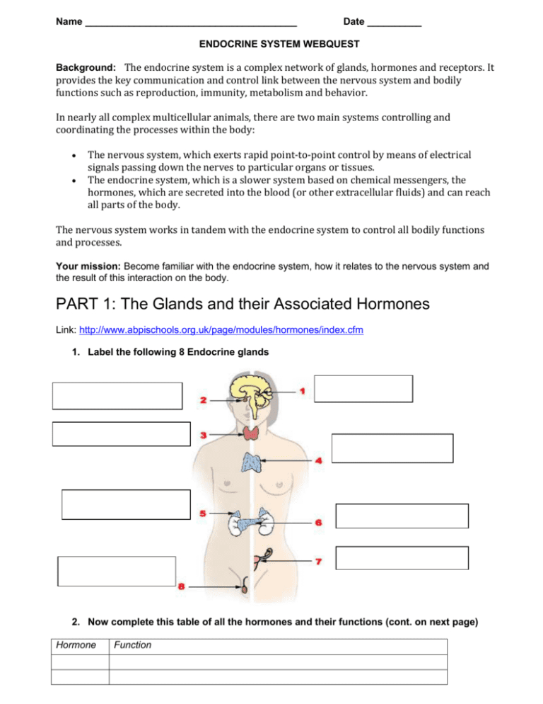 Endocrine System Worksheet Db excel