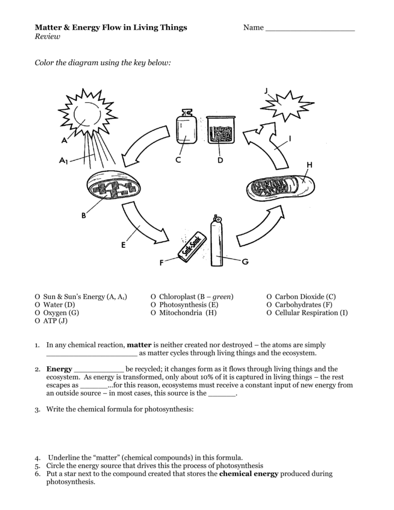 Energy Flow In Living Things Worksheet — db-excel.com