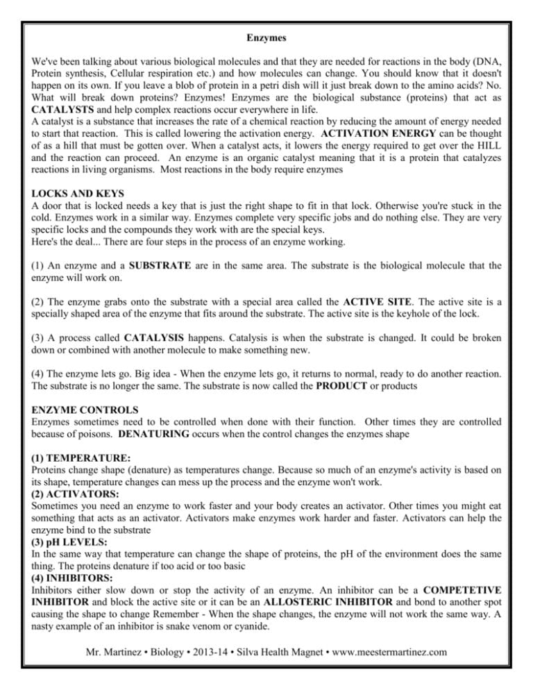Enzymes Worksheet Answer Key — db-excel.com