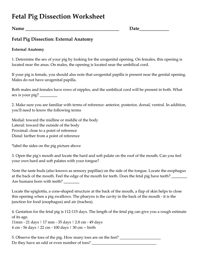 Fetal Pig Dissection Worksheet Answer Key Db excel Fetal Pig Dissection Worksheet Answer Key Db excel