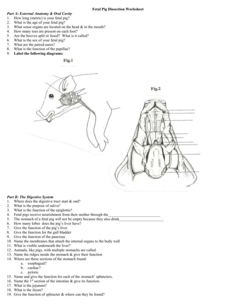 Fetal Pig Dissection Worksheet Answers Db excel Fetal Pig Dissection Worksheet Answers Db excel