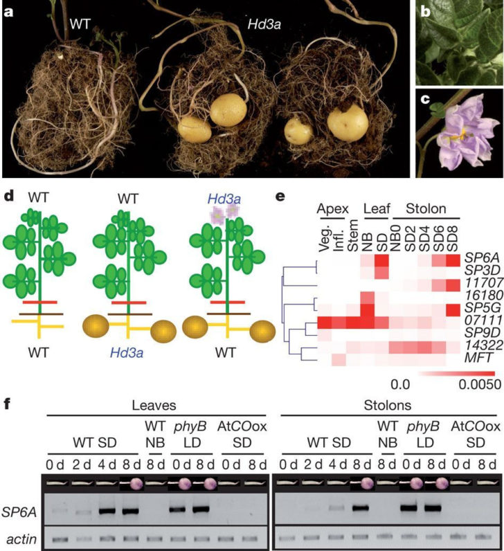 Food Coloring Flower Experiment Worksheet — db-excel.com
