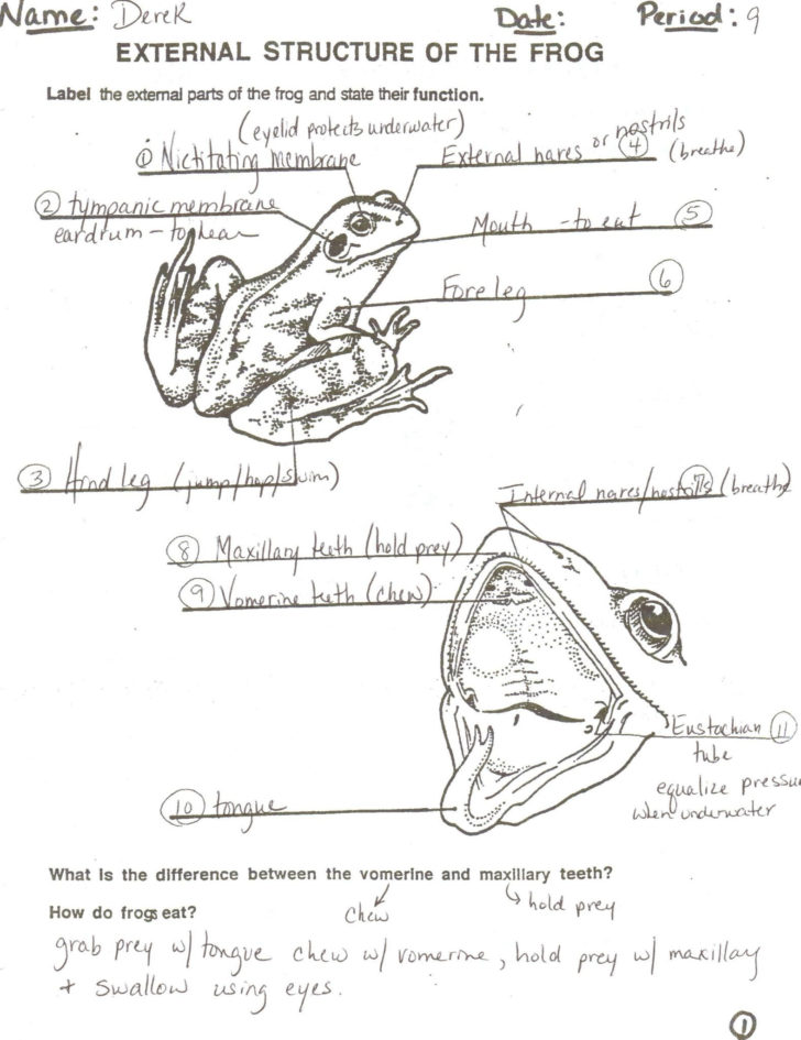 Frog Dissection Youtube Dissection Frog Dissection Db excel Frog Dissection Youtube Dissection Frog Dissection Db excel