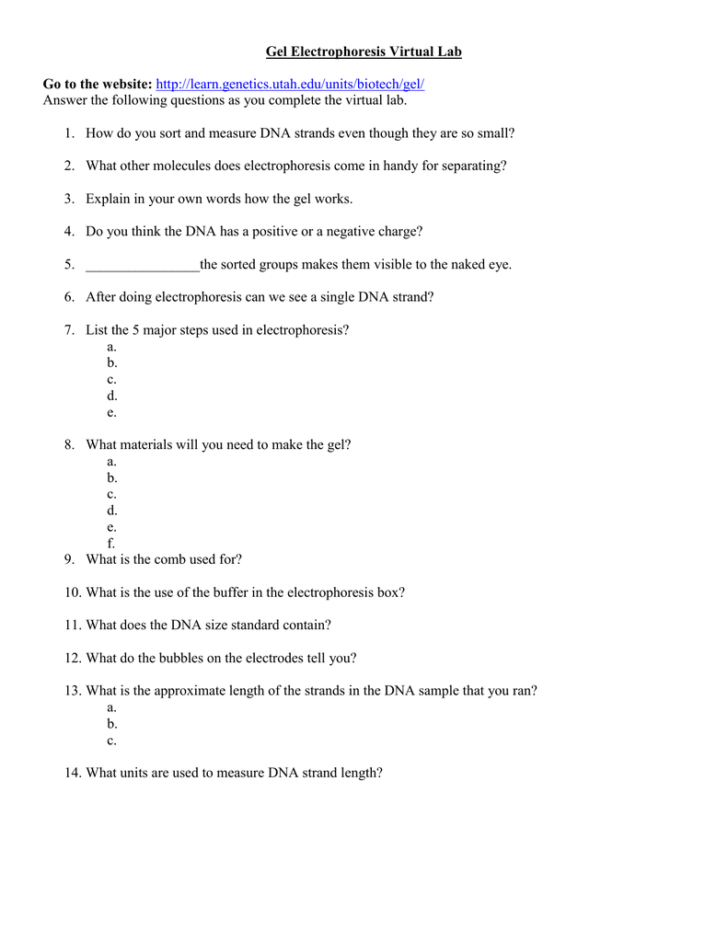Virtual Gel Electrophoresis Lab Worksheet — db-excel.com