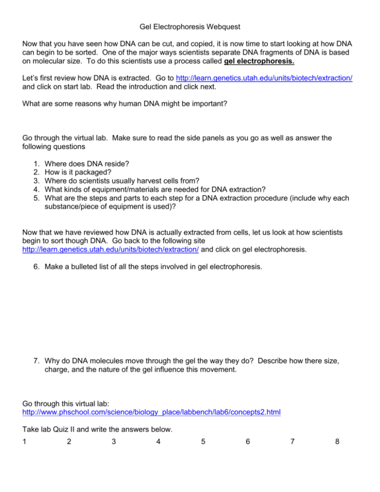 Gel Electrophoresis Webquest — db-excel.com