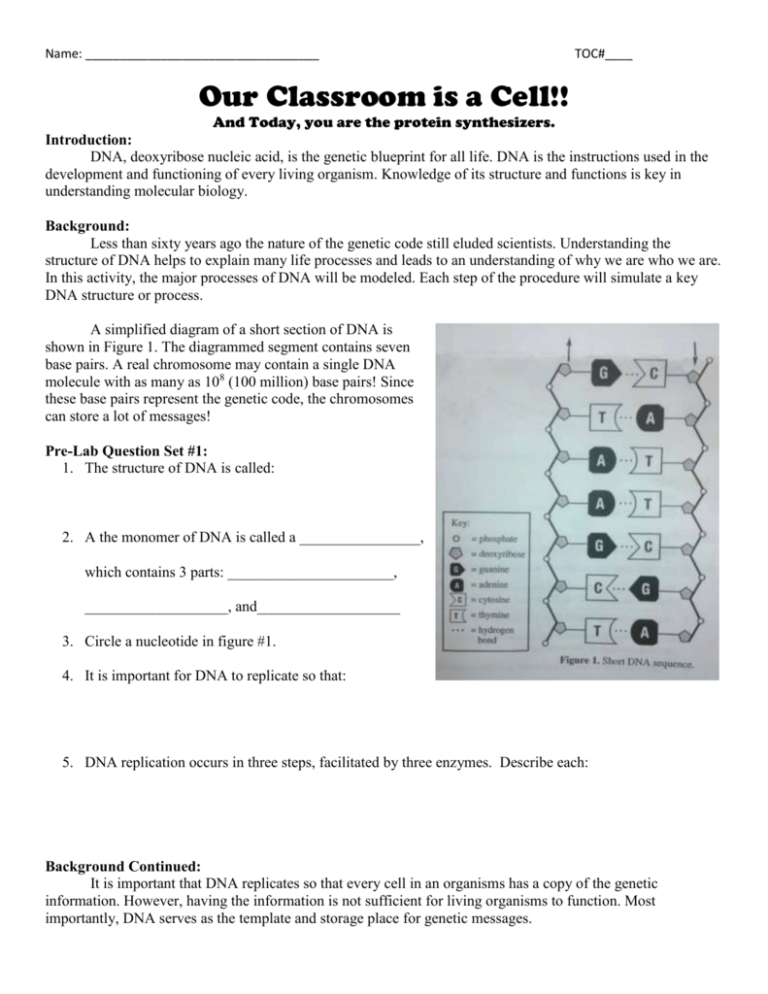 Genetic Code Worksheet — db-excel.com